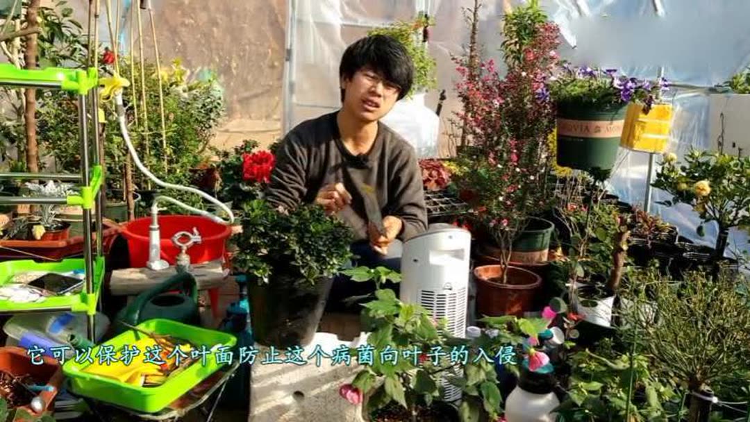 家庭养护花卉,使用杀菌剂多菌灵、代森锰锌,你真的用对了吗