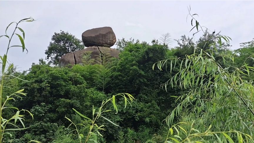 生长在狮象把水口砂山顶石缝里的大柿子树梨果树