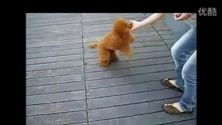 怎样训练狗狗定点上厕所