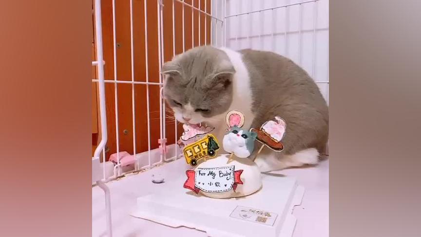 猫咪也喜欢的蛋糕~吃像很投入~#景小俏宠物烘焙 #宠物烘焙