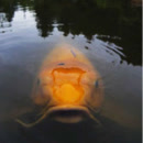 爱奇艺用户_2271726670 