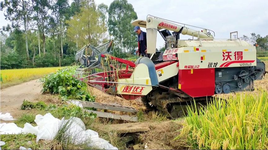 实拍四川农村水稻收割全过程,自动化机器几分钟就能搞定一亩地!