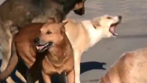 一群猖獗的流浪狗狗,在马路中间开会!大黄狗一脸幸福!