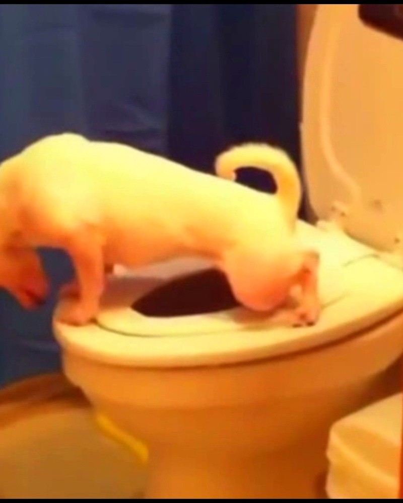 别人家的狗狗都会用马桶上厕所,用完还会冲!