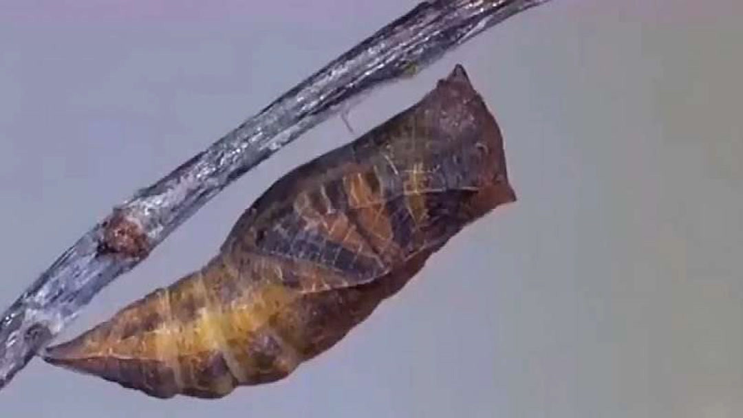 蚕蛹破茧成蝶全过程,这一幕让我开眼了,生命真的好神奇!