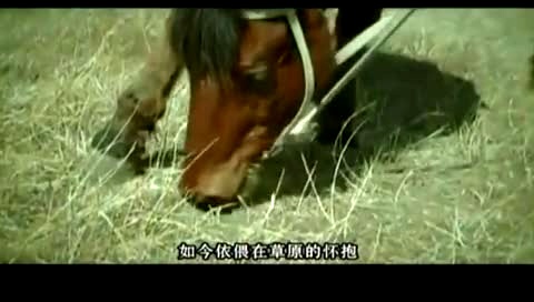 凤凰传奇mv演唱会专辑《我和草原有个约定》音乐MV歌曲