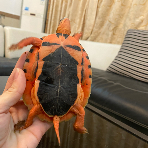 金钱龟名龟养殖基地 