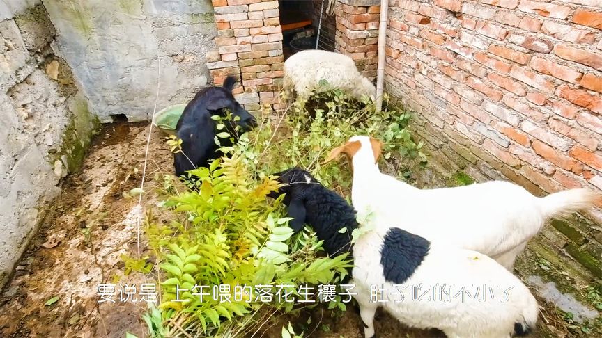 河南省汝州市,老降大叔家的羊咳嗽,用了一次药好转,这药真好用