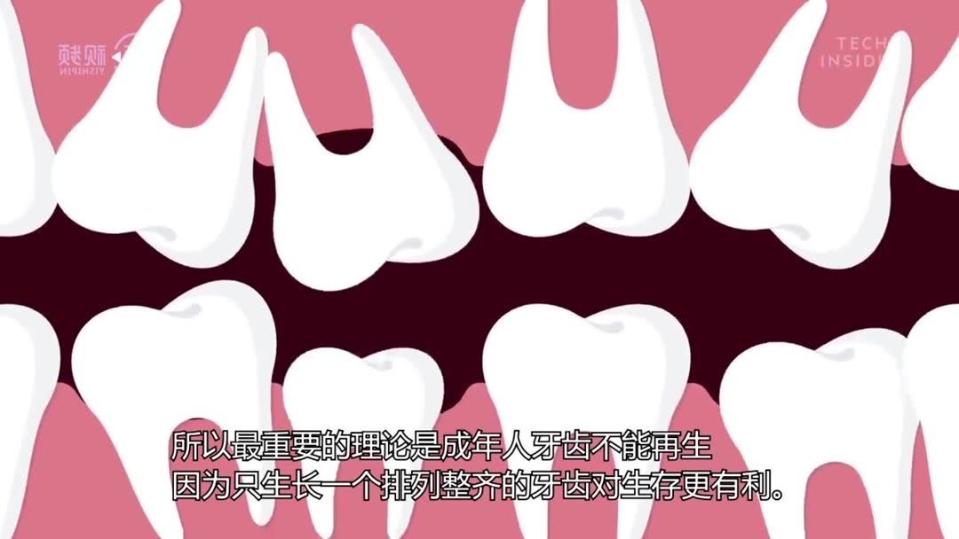 我们一起回到32亿年前解释人的牙齿为什么不能再生