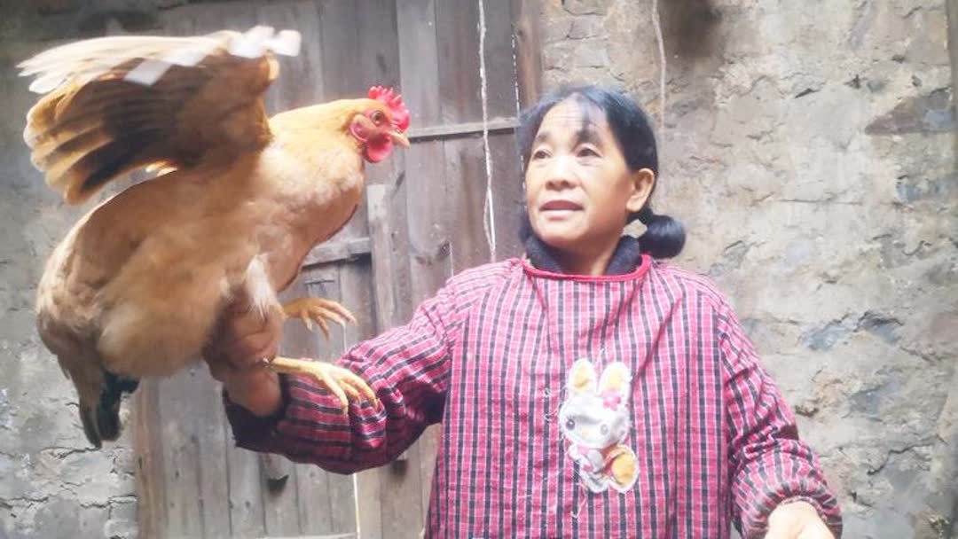 农村散养的土鸡炖汤就是好喝,加点新鲜土茯苓,还能清热祛湿