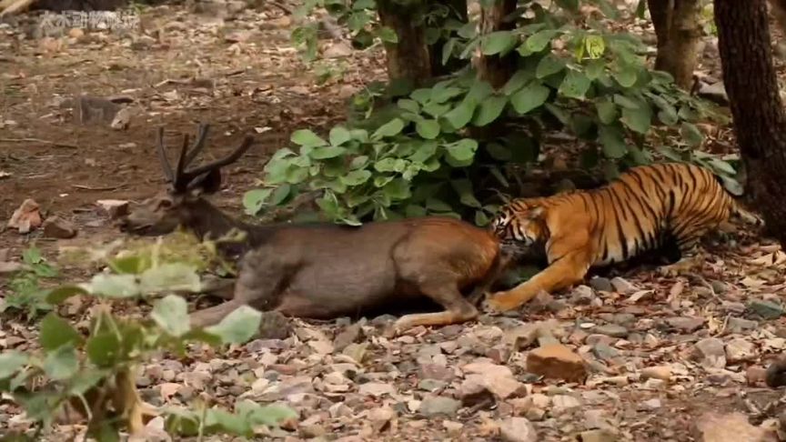老虎罕见捕猎画面,超高技巧捕猎泽鹿 #动物世界 #野生动物