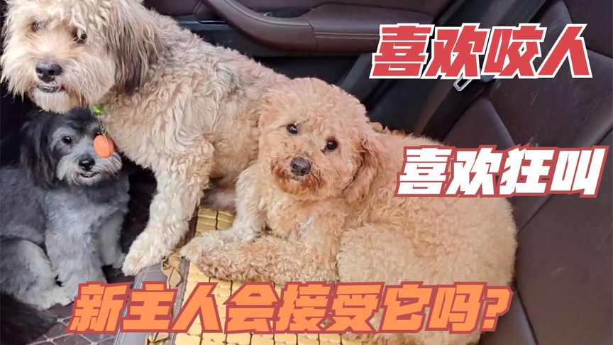小泰迪终于被领养了,喜欢咬人,喜欢狂叫,新主人会接受它吗?