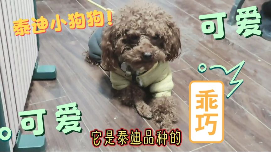 一期介绍狗狗的视频看一下它到底是公的还是母的呢?