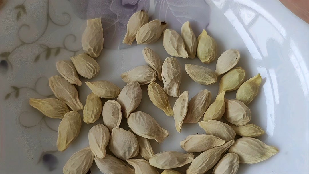 橘子吃完核别扔,我来告诉你价值好处,备点在家,能省不少钱