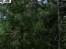 土茯苓栽培技术 茯苓的功效