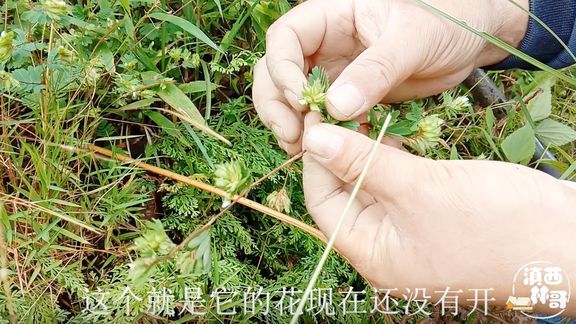 农村一种野生珍贵植物,叶子很细小,浑身都是宝,了解一下吧