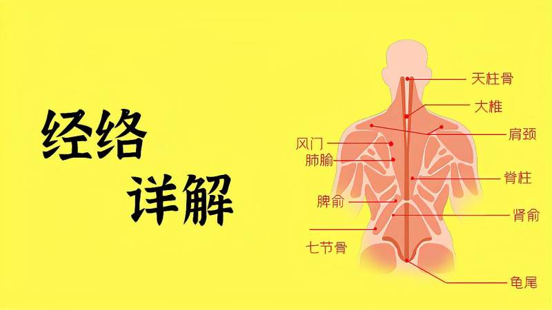 中医讲经络之——足少阴肾经