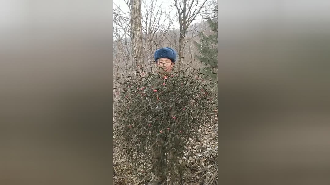 ...中药材寄生,产自长白山山脉老爷岭原始森林,寄生的药效作用,用于风湿