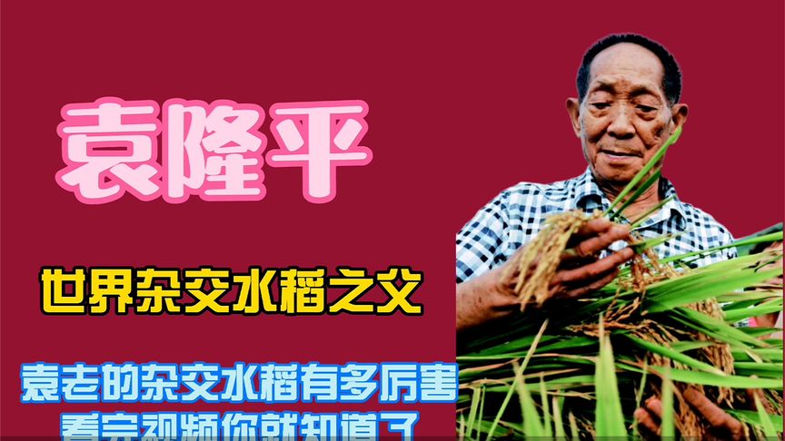 袁隆平的杂交水稻有多厉害,看完视频你就知知道了