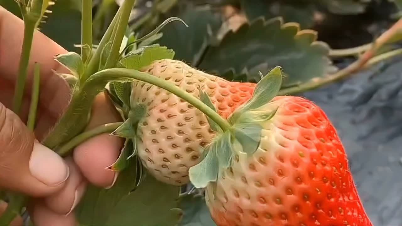 在线指导草莓种植农户,治疗草莓细菌性青枯病,效果很好