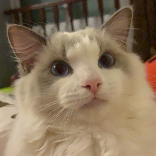 一杯奶茶加芋圆 