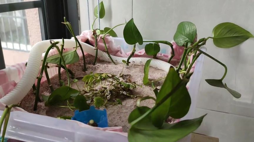 自己DIY的鱼缸过滤系统,成本低,可以种绿植和蔬菜