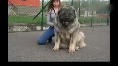 斗狗 斗狗视频大全 斗狗打架 高加索犬咬死藏獒 打架