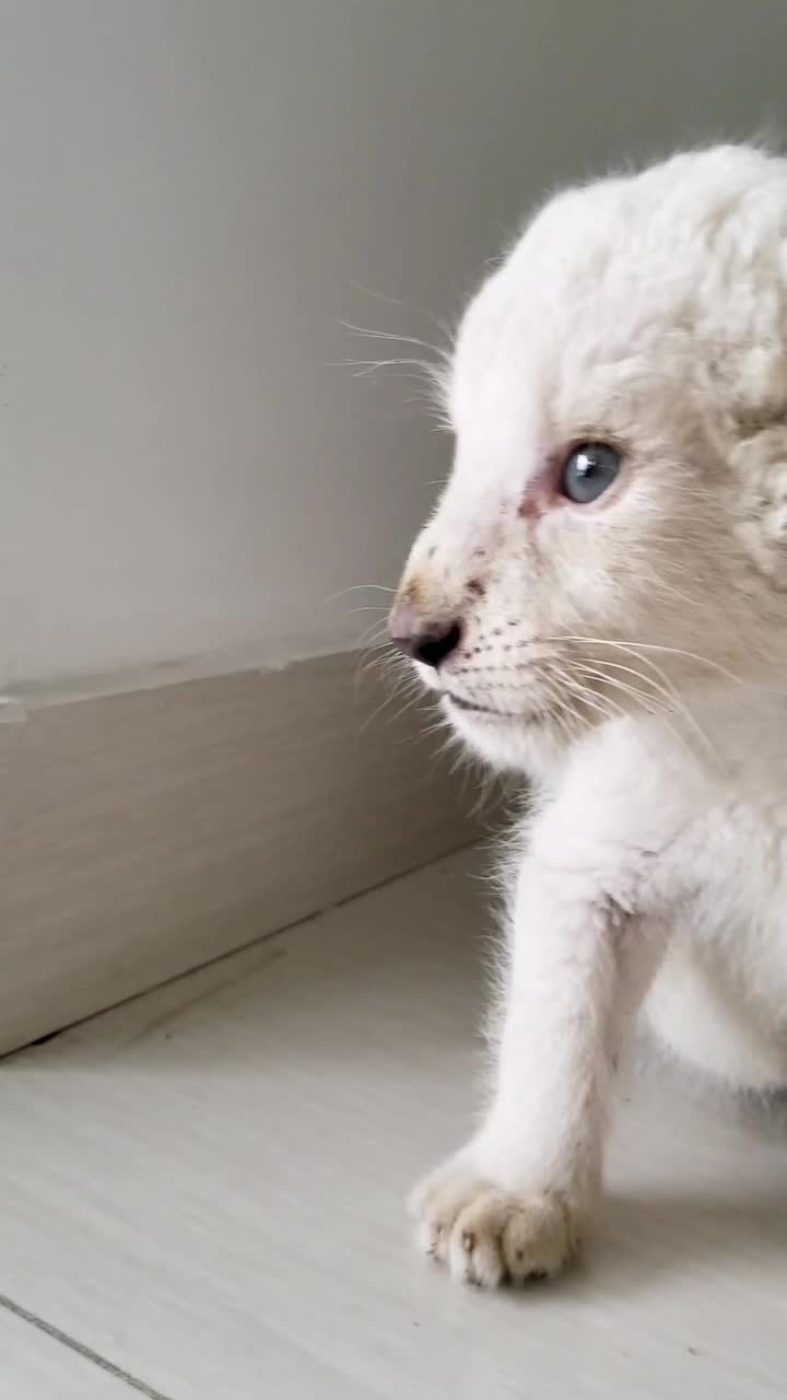 人家不仅软软的,冬天还暖暖的喔~我的家乡在山东我家毛孩子