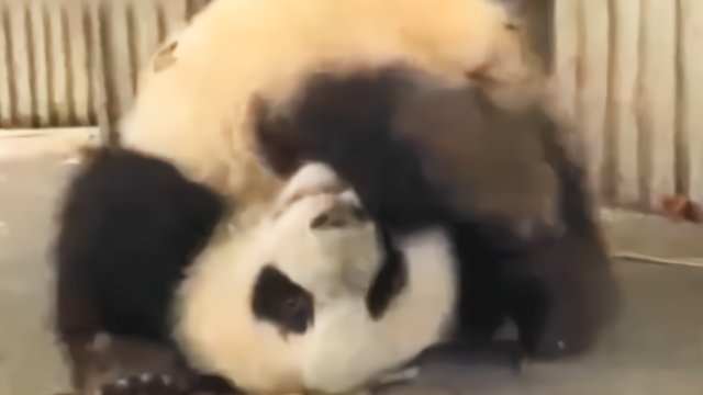 我要做不一样的熊猫,翻滚吧熊猫