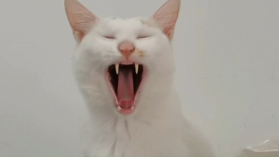 不同的猫都有不同的撒娇方式