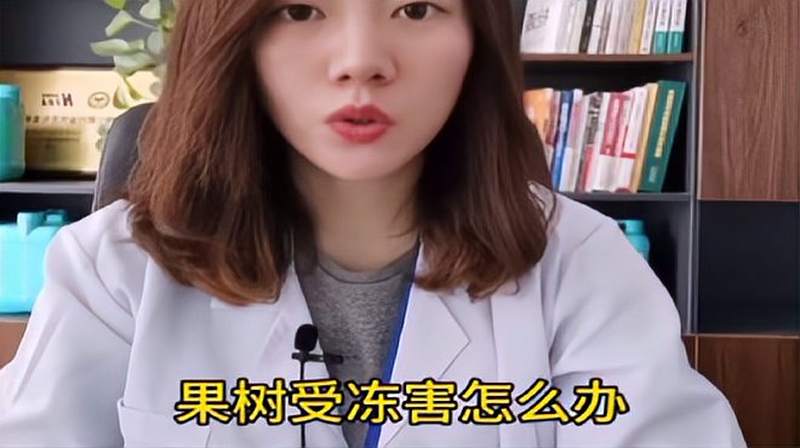 马上冬天了,果农朋友这样做,避免果树冻害,减少损失,避免绝收