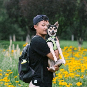 波妞的幸福狗生 
