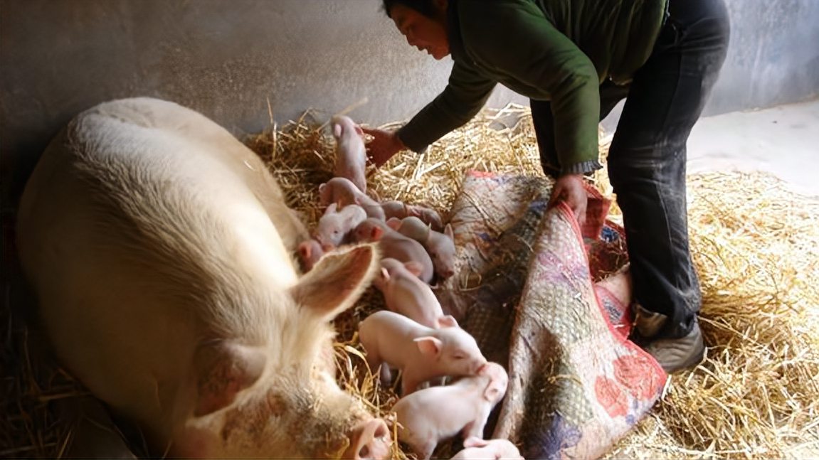 权威预测,2021年猪价不会跌破10元斤!