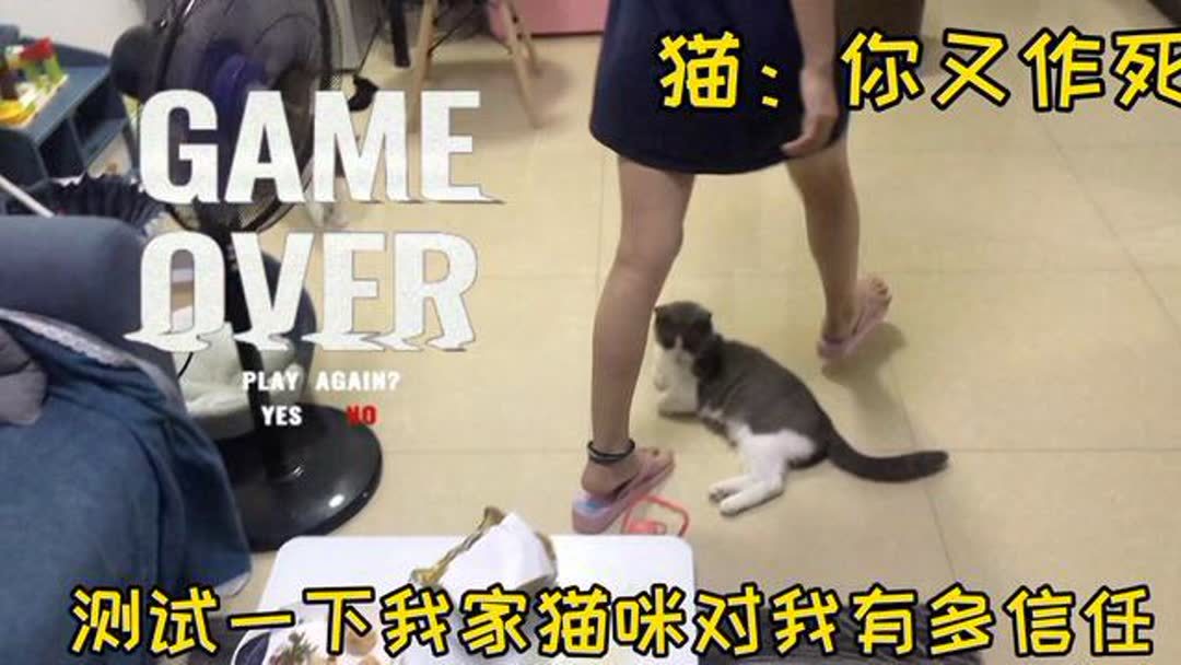 铲屎官作死测试猫咪信任度,结果太暖心