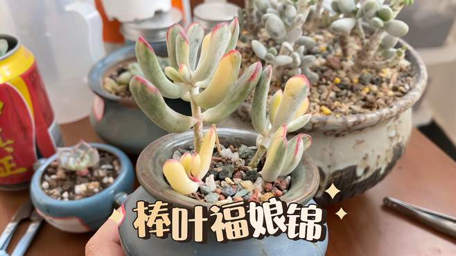 第1集/记录棒叶福娘生长过程