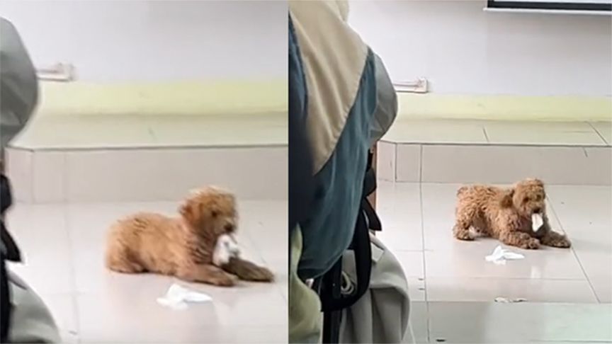 上课讲台惊现小狗,吸引了全教室的注意力,狗子反应让人爆笑