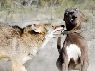 野狼大战五条猎犬,结果被猎犬活活咬死了!