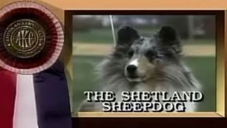AKC喜乐蒂牧羊犬资料介绍4