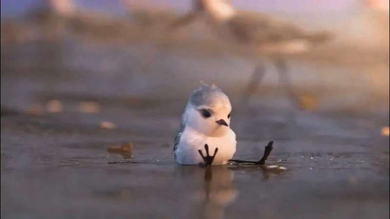 《鹬Piper》获奥斯卡短片动画奖