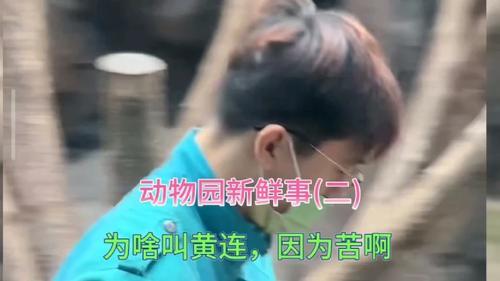 第四十集动物园鲜美事,为啥叫黄连?因为苦啊