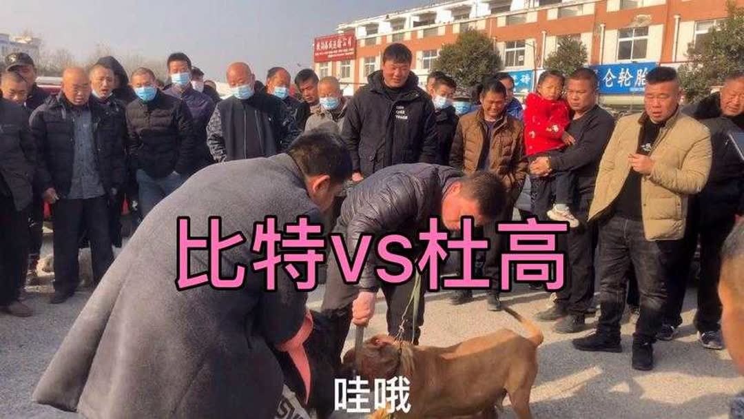 比特咬合力秒杀藏獒,面对杜高越战越勇