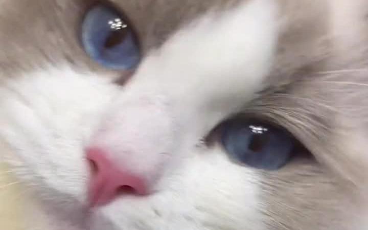 小猫咪有多爱撒娇,喜欢这小奶音吗