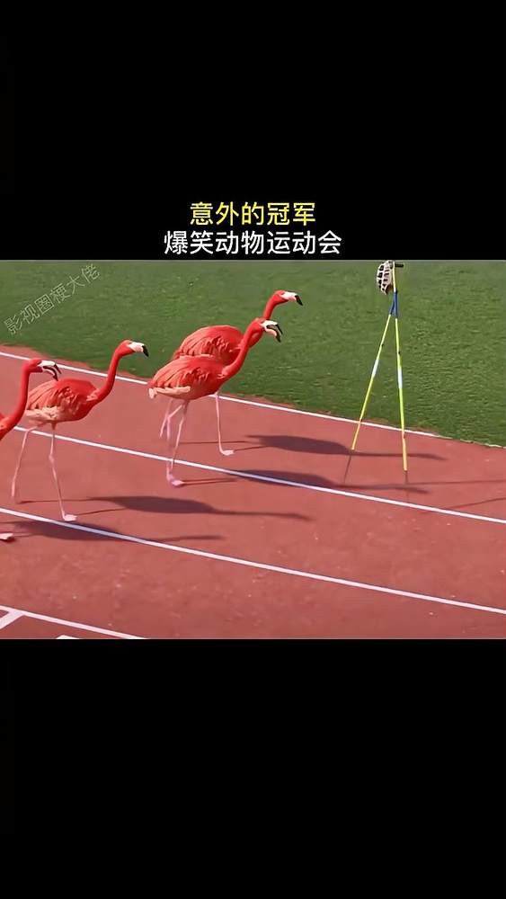 爆笑动物运动会,意外的冠军。