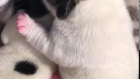 虎斑法斗一般多少钱?成都向往法斗犬舍
