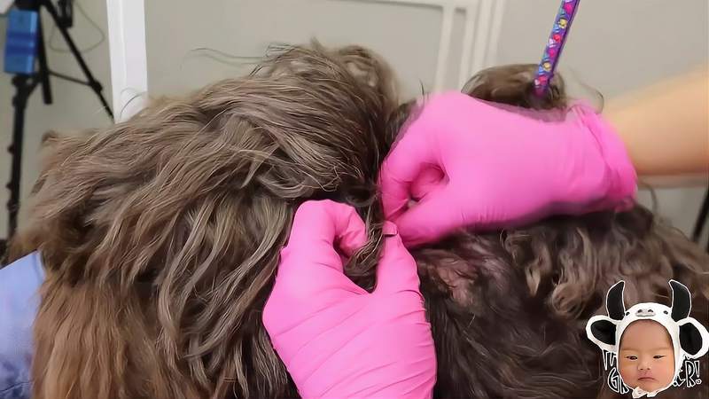 农村土狗耳朵发痒,兽医掀开后清理出耳屎与蛆虫!