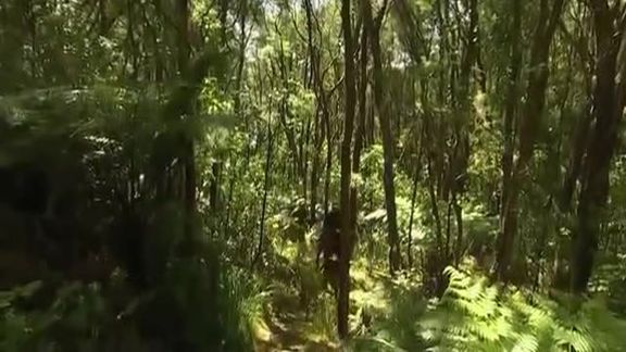 新西兰旅行时记录的大自然美丽的动植物和风景!8