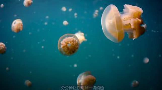 全世界最漂亮的泳池,拥有全球唯一的无毒水母,去晚了就看不到了!