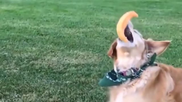 搞笑狗狗合集狗狗你这也太笨了啊,香肠都掉了呢!