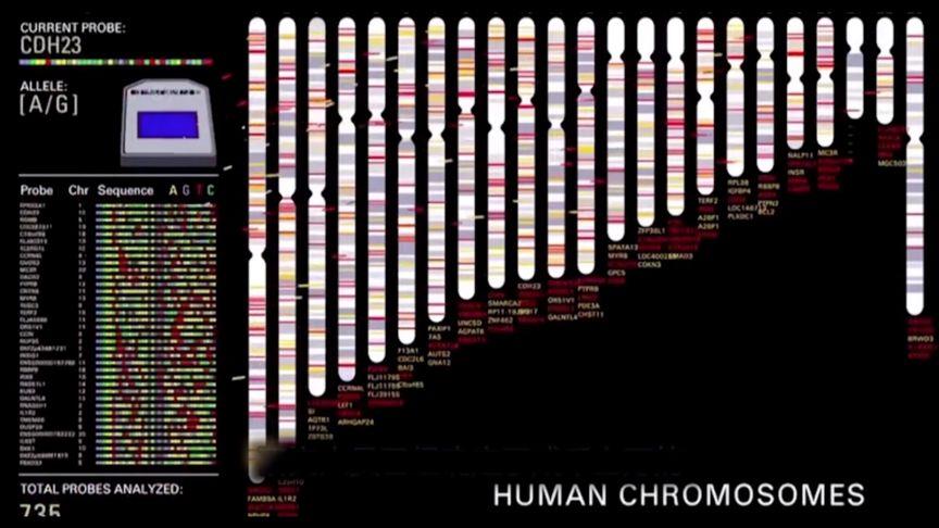 【生物大师 高中重点】基因在染色体上——人类基因组计划