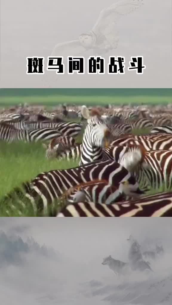 斑马间的择偶大战#涨知识#科普#动物世界#斑马